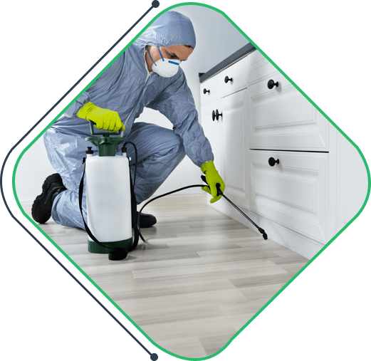 Reliable Pest Control Services Brisbane | Better Pest Control | Get ...
