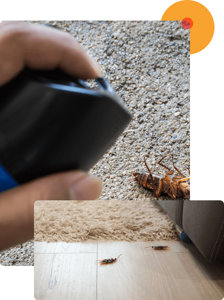 Cockroach Control Services | Better Pest Control | Call 1300 838 722