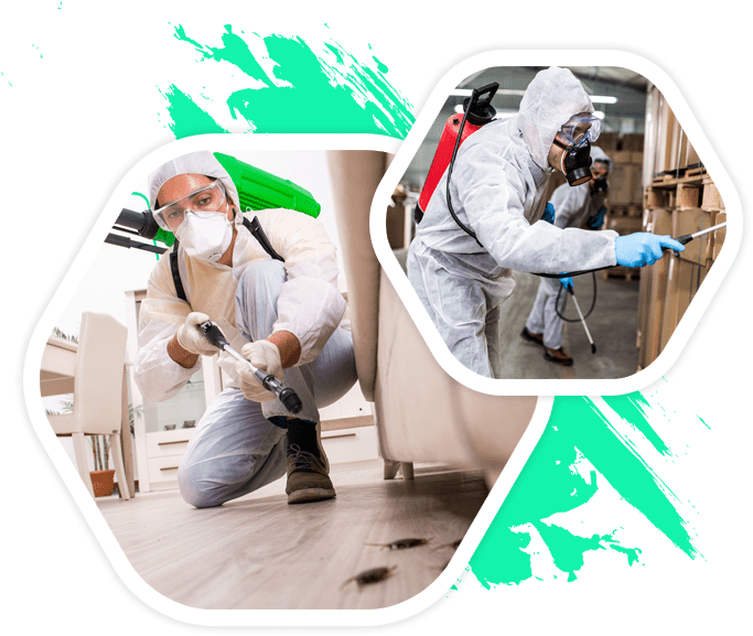 Better Pest control | Termite & Pest Control Services Australia